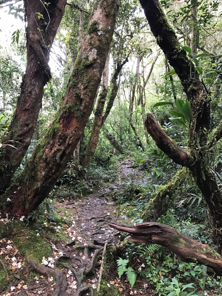 Cameron Highlands | Dinks in Transit